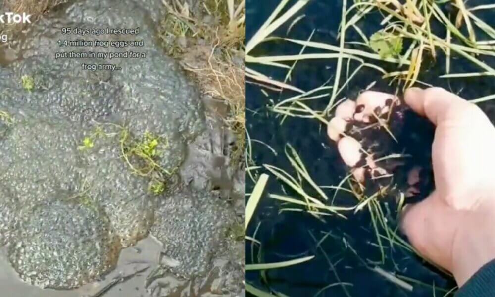 TikTok 'Frog Army' and 'Ladybug Raid' Videos Could Have A Grave ...